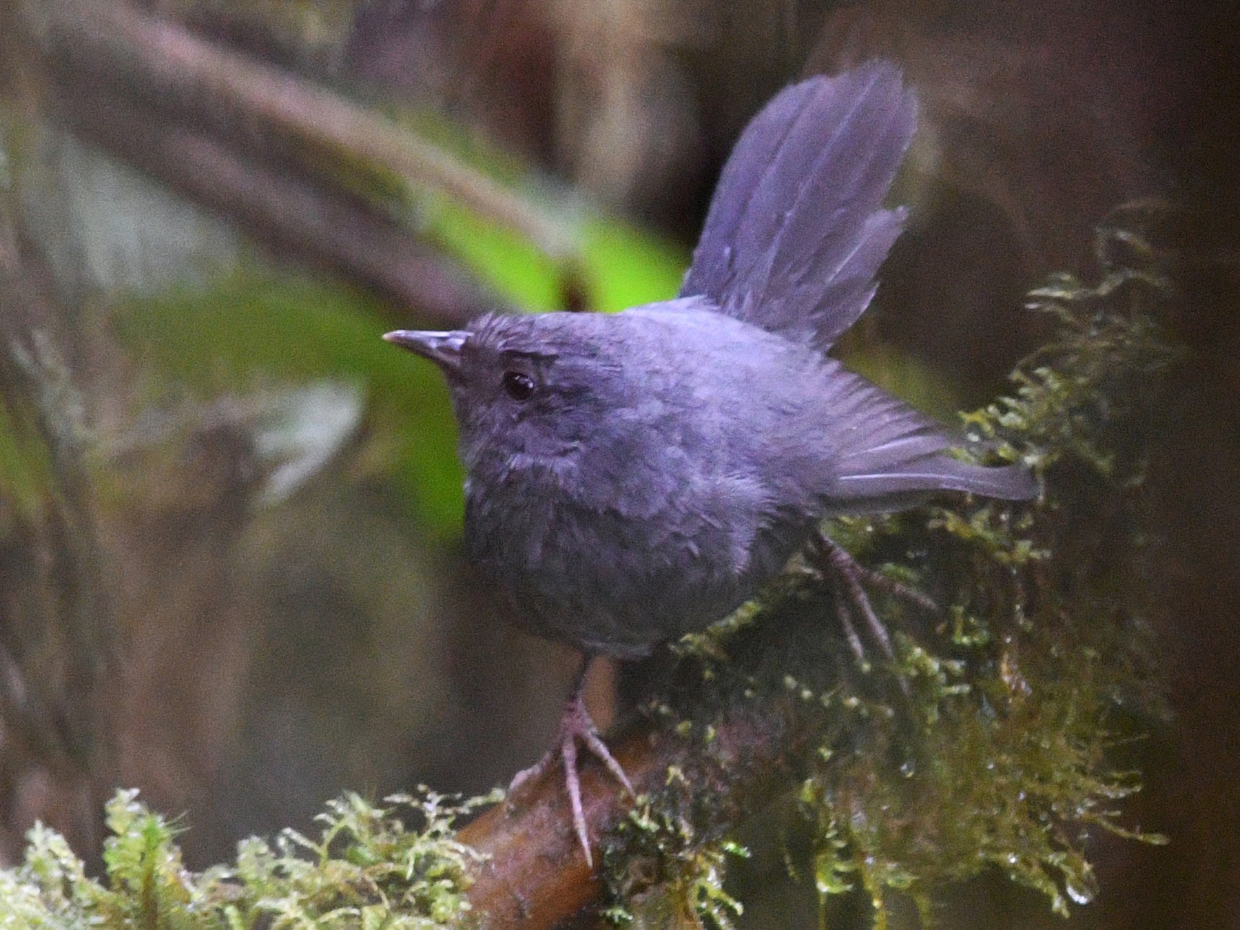 Ash-colored Tapaculo - eBird