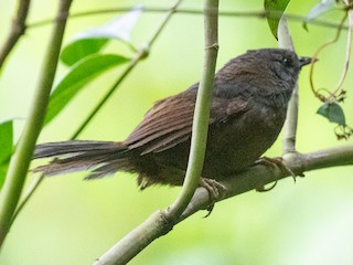 Ash-colored Tapaculo - eBird
