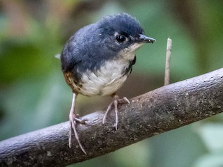 White-breasted Tapaculo - eBird