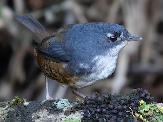 White-breasted Tapaculo - eBird