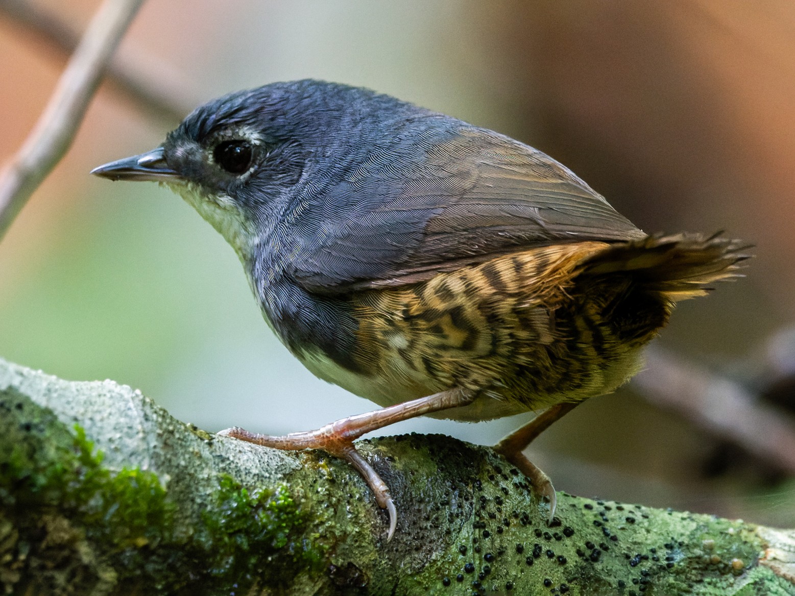 White-breasted Tapaculo - eBird