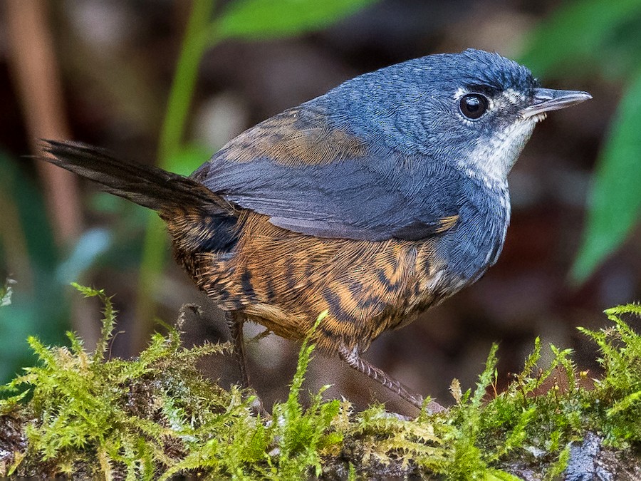 White-breasted Tapaculo - eBird
