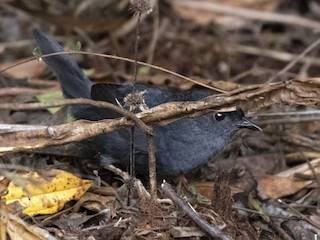 Marsh Tapaculo - eBird