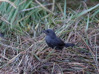 Marsh Tapaculo - eBird
