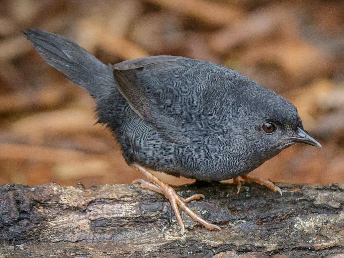 Marsh Tapaculo - Scytalopus iraiensis - Birds of the World