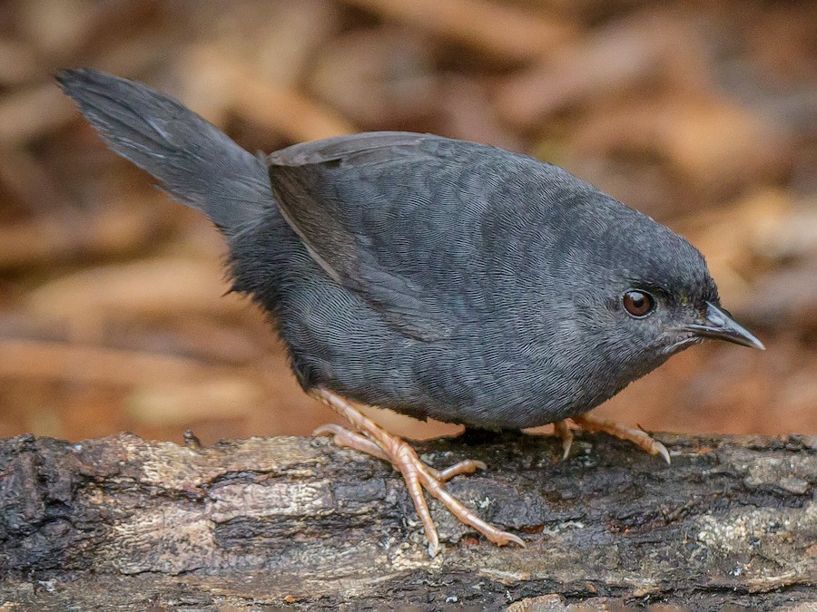 Marsh Tapaculo - eBird