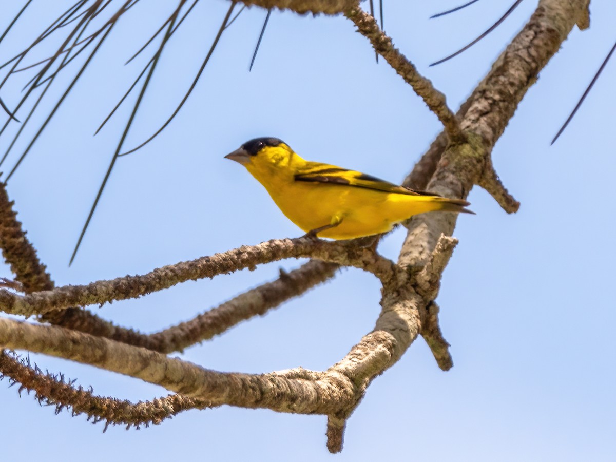 Yellow-faced Siskin - Spinus yarrellii - Birds of the World