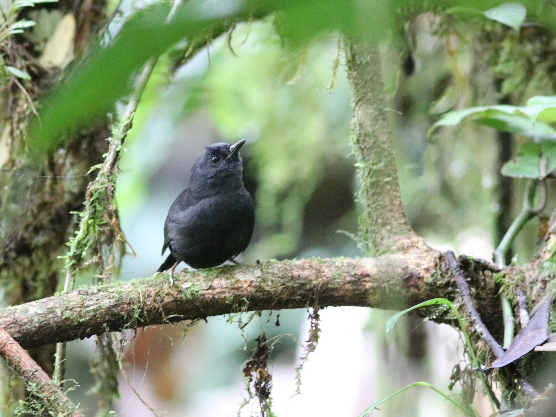 Boa Nova Tapaculo - eBird