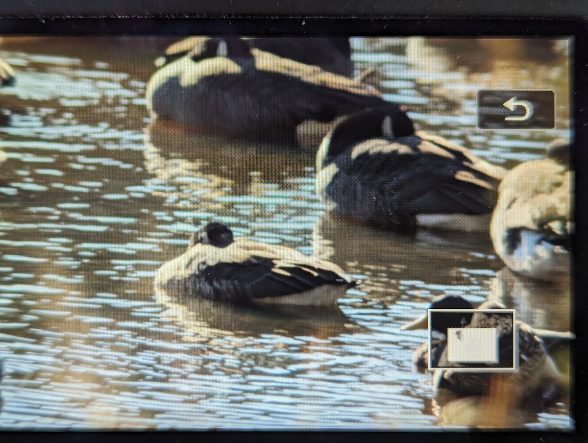 eBird Checklist - 17 Jan 2024 - Yellowbank Rd. Pond - 4 species