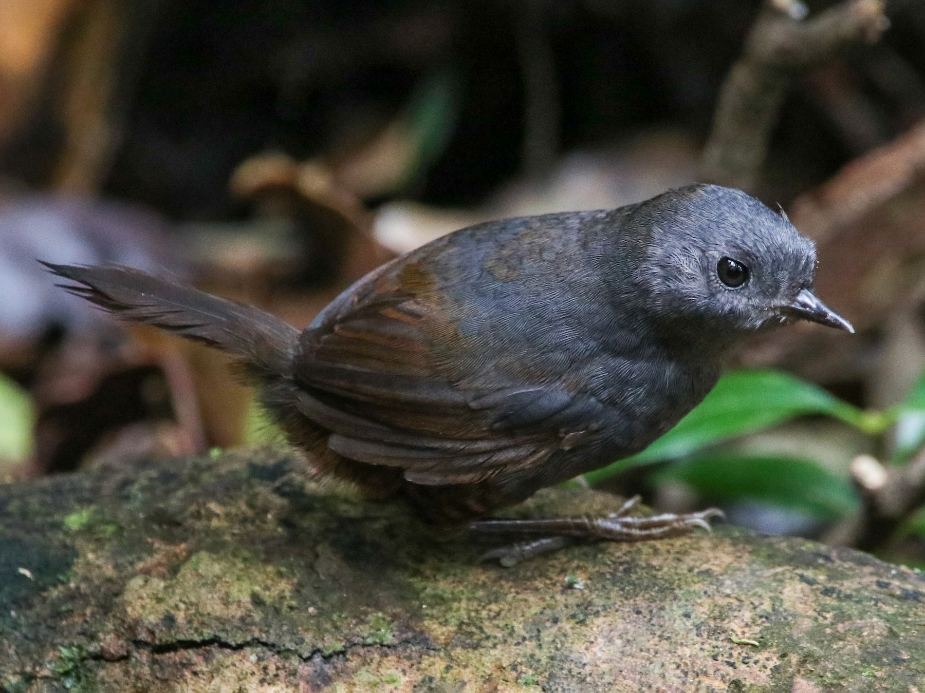 Mouse-colored Tapaculo - eBird