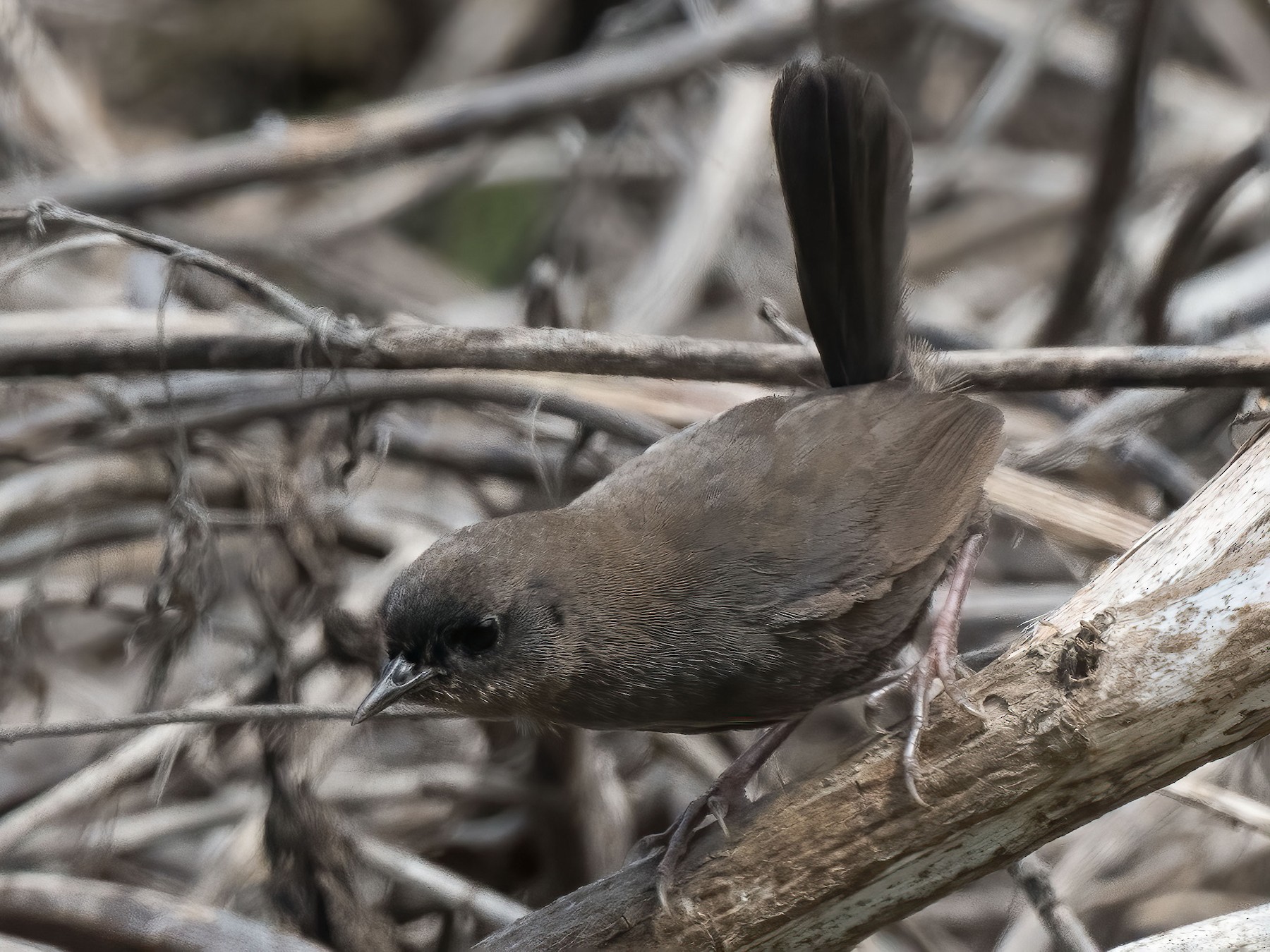 Dusky Tapaculo - eBird