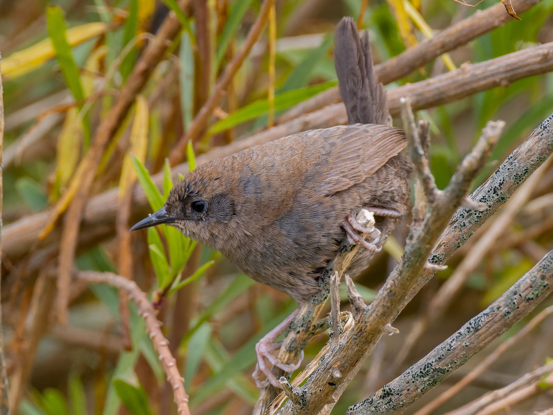 Dusky Tapaculo - eBird