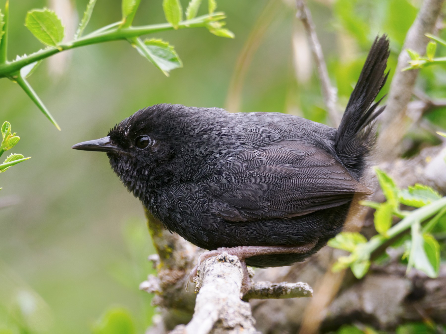 Dusky Tapaculo - eBird