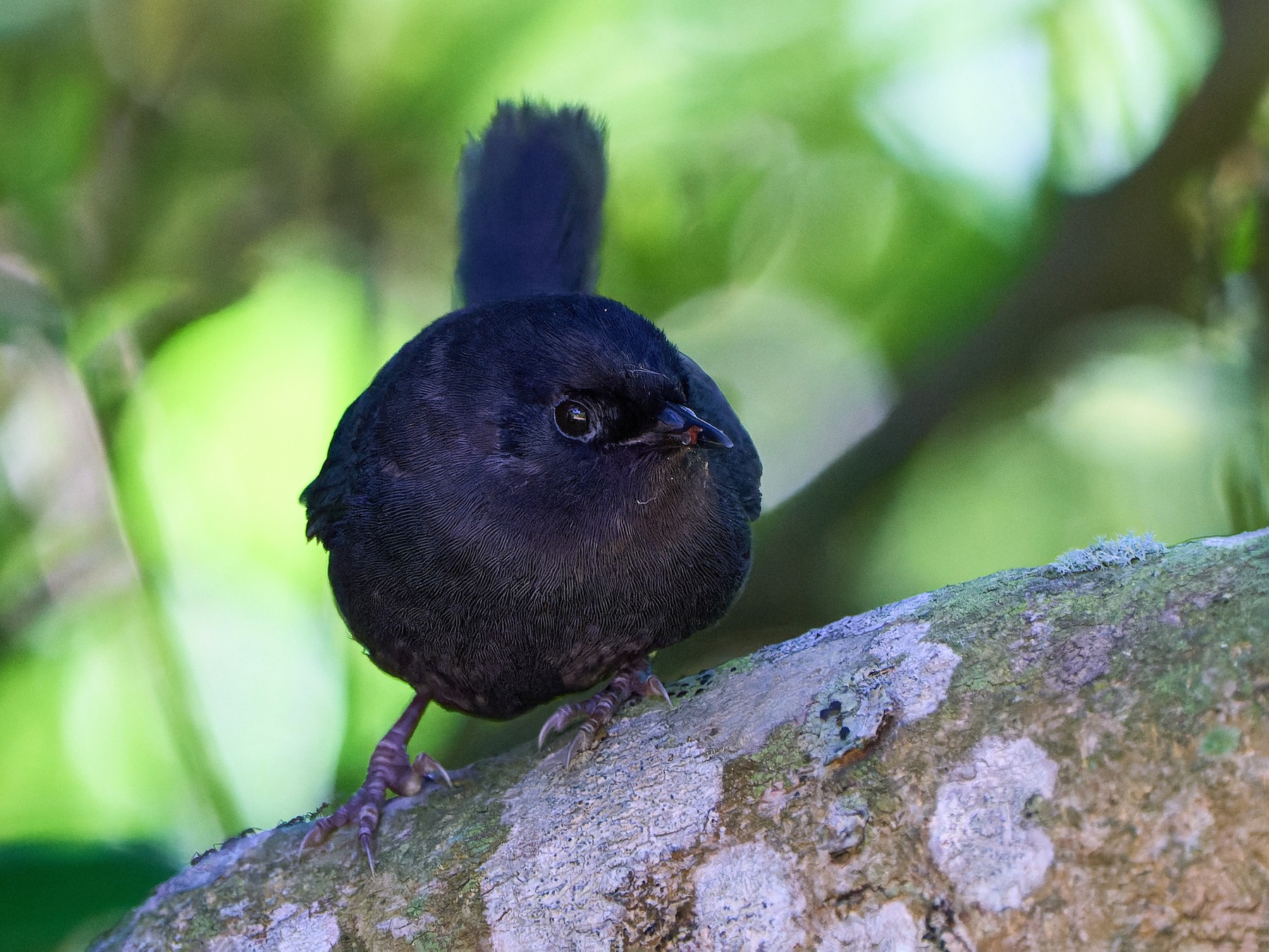 Dusky Tapaculo - eBird