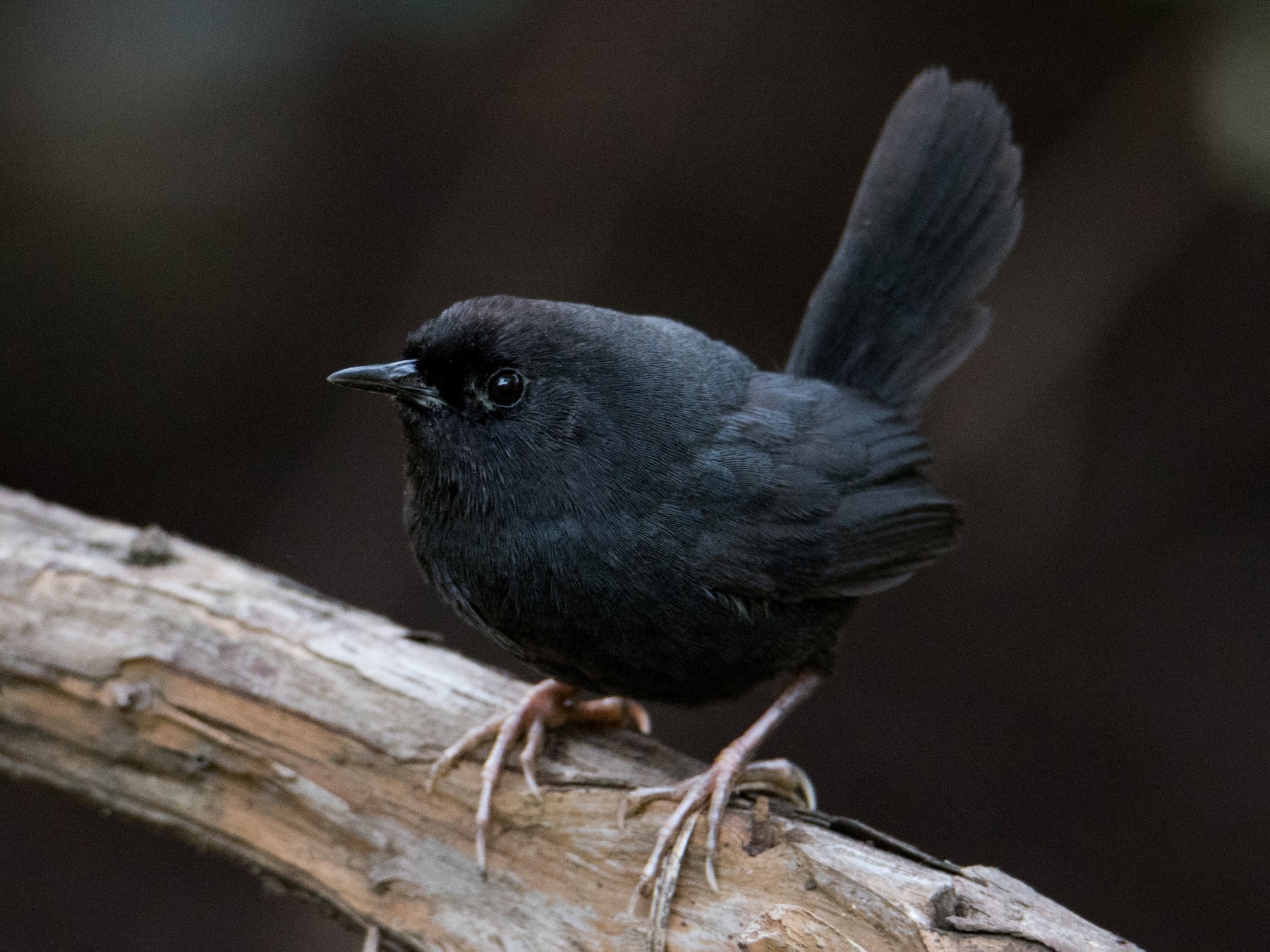Dusky Tapaculo - eBird