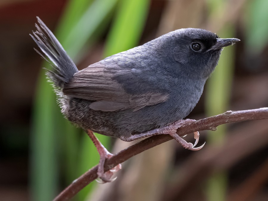 Dusky Tapaculo - eBird