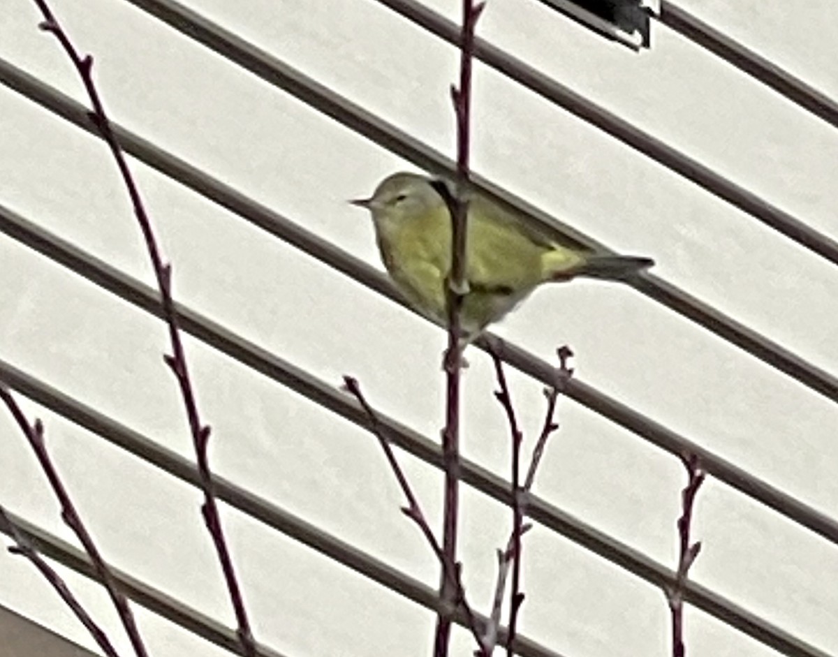 eBird Checklist - 17 Jan 2024 - Whitten St. - Shawmut Station - Codman ...