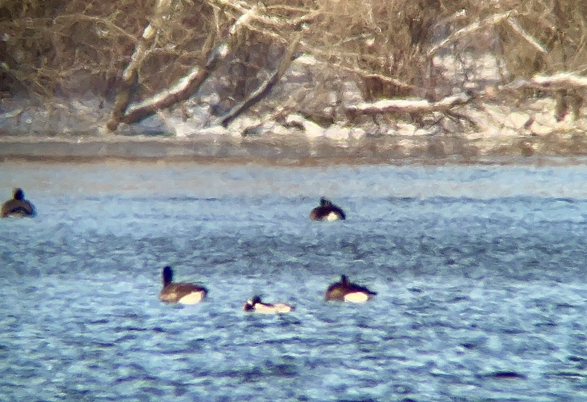 Pennsylvania Bird Atlas Checklist - 17 Jan 2024 - Hibernia County Park--Chambers Lake - 28 species