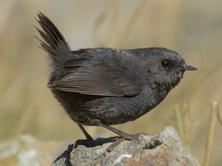 Magellanic Tapaculo - eBird