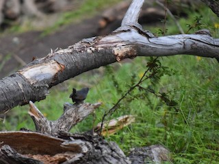 Magellanic Tapaculo - eBird