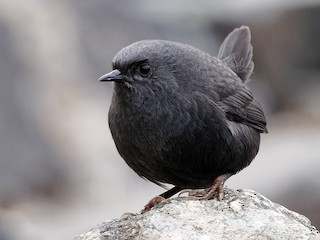 Magellanic Tapaculo - eBird