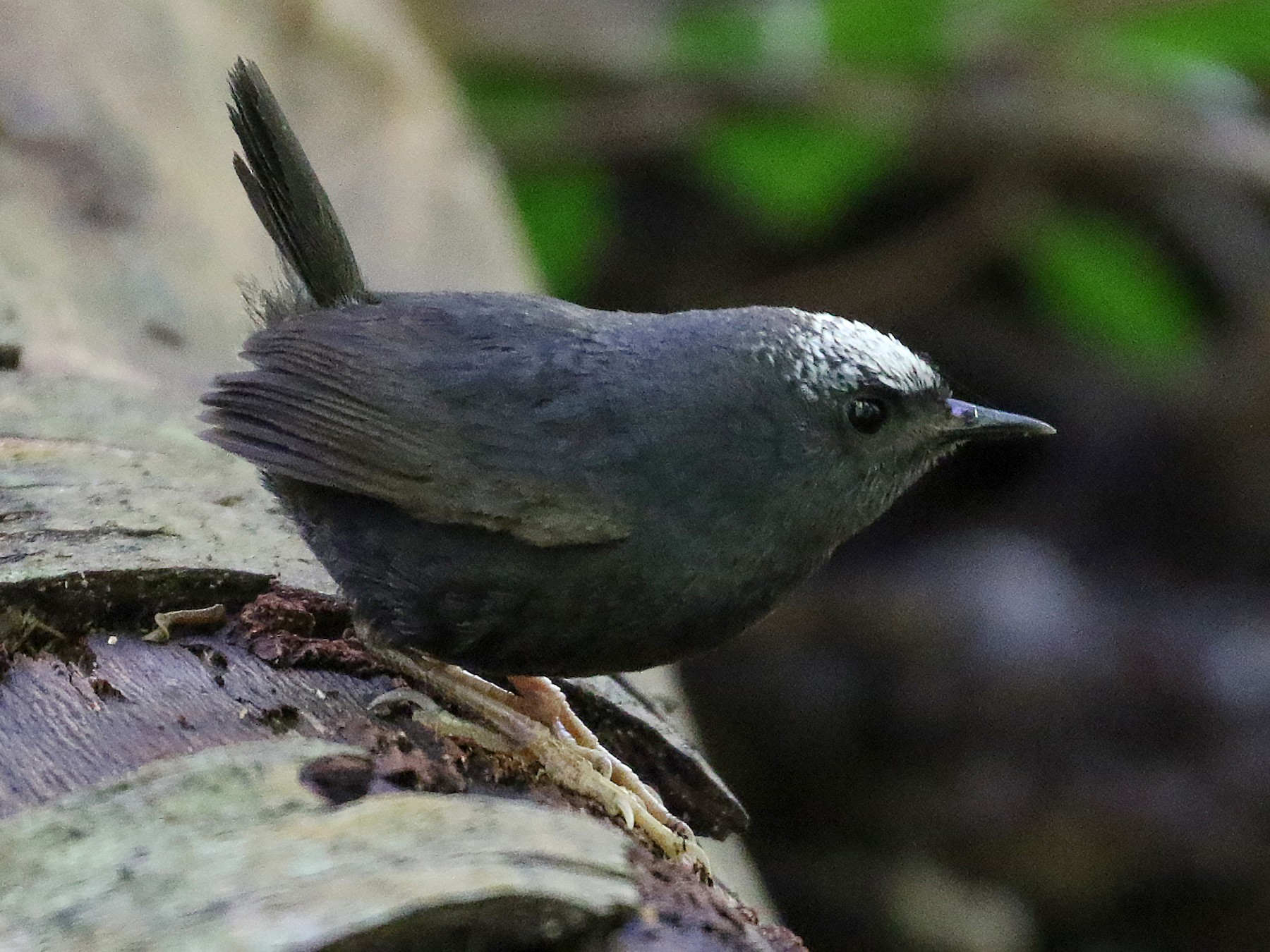 Magellanic tapaculo - eBird