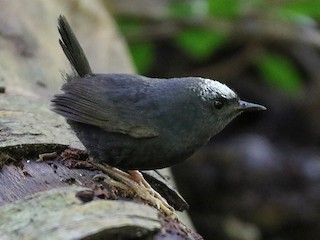 Magellanic Tapaculo - eBird
