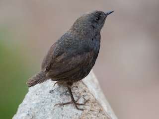 Magellanic Tapaculo - eBird