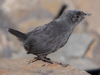 Magellanic Tapaculo - eBird