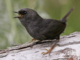Magellanic Tapaculo - eBird