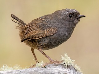 Magellanic Tapaculo - eBird