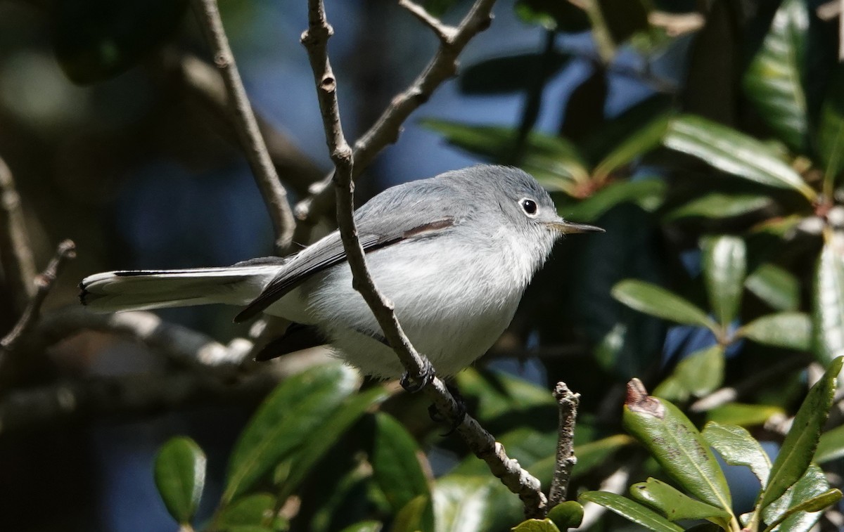 eBird Checklist - 17 Jan 2024 - Terra Ceia Preserve SP - 26 species
