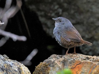 Ancash Tapaculo - eBird