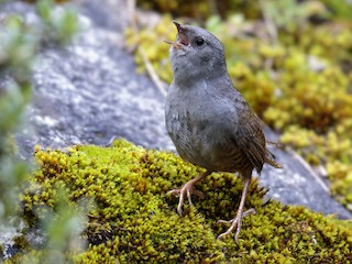 Ancash Tapaculo - eBird