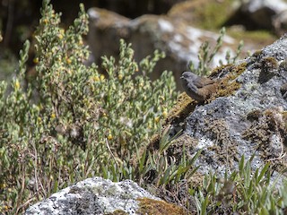 Ancash Tapaculo - eBird