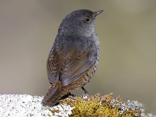 Ancash Tapaculo - eBird