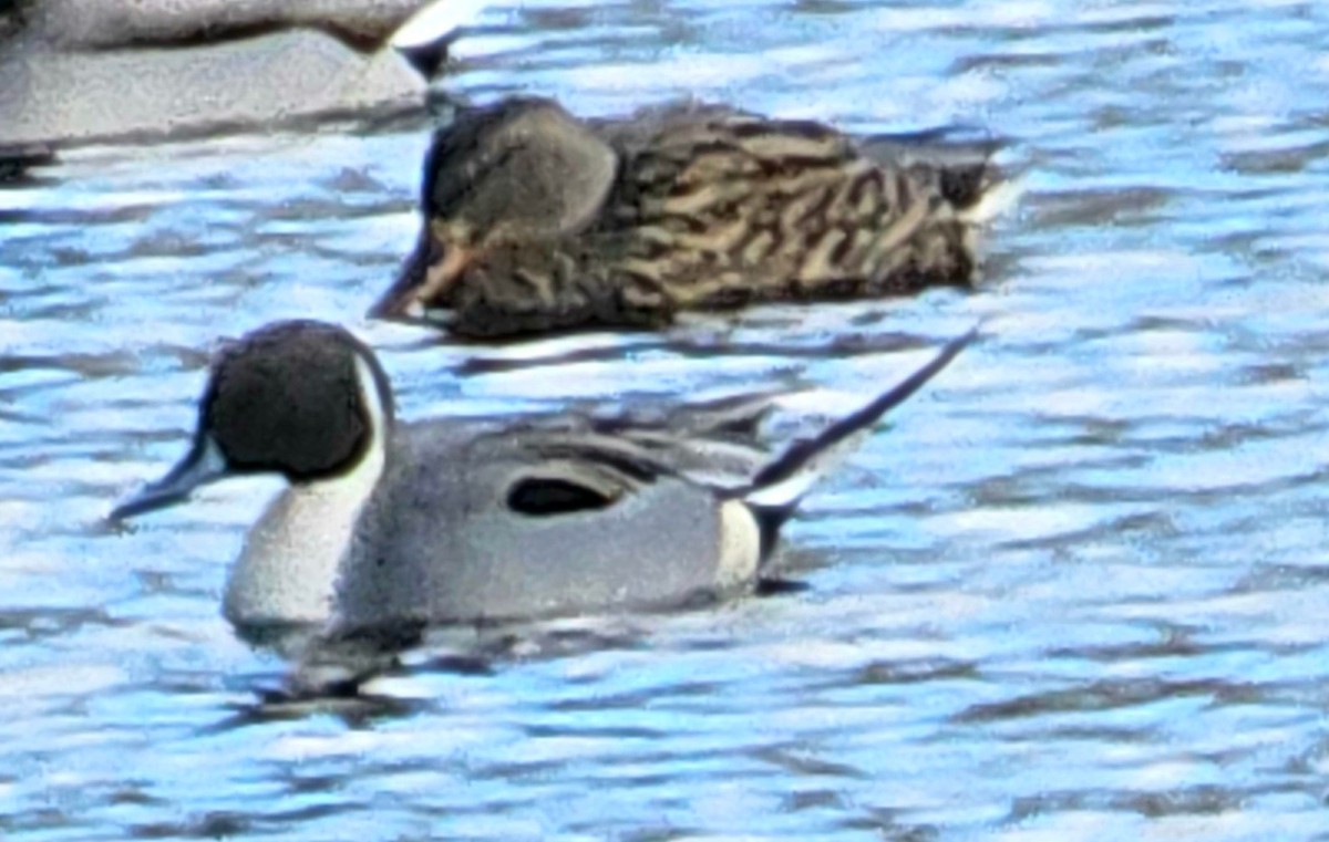 eBird Checklist - 17 Jan 2024 - Cornell Pond Park - 5 species