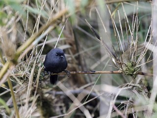 Loja Tapaculo - eBird