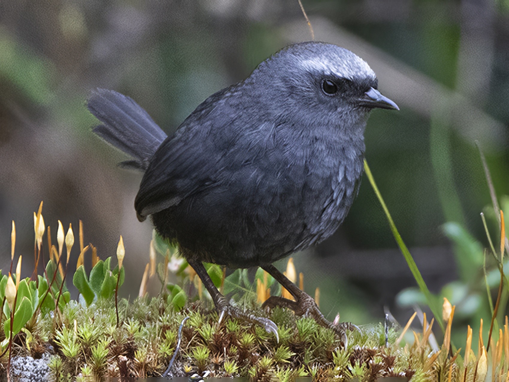 Ampay Tapaculo - eBird