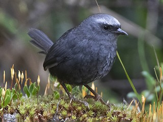 Ampay Tapaculo - eBird