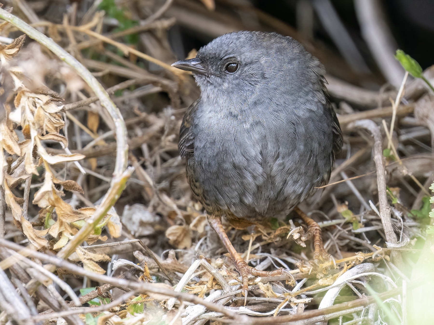 Ampay Tapaculo - eBird