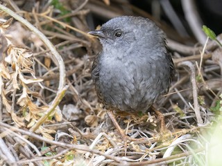 Ampay Tapaculo - eBird