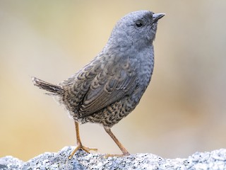 Ampay Tapaculo - eBird