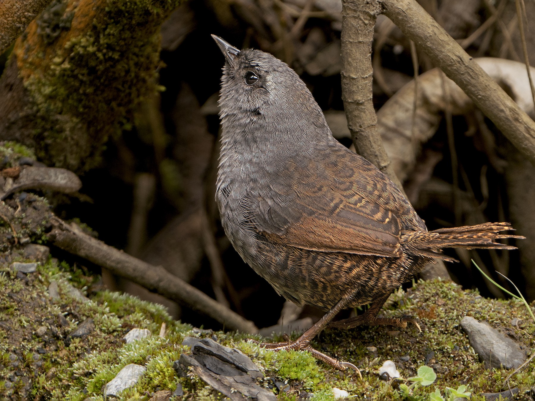Ampay Tapaculo - eBird