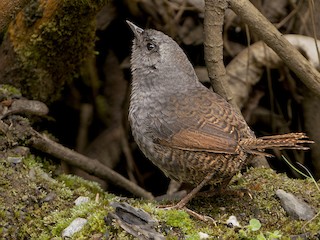 Ampay Tapaculo - eBird