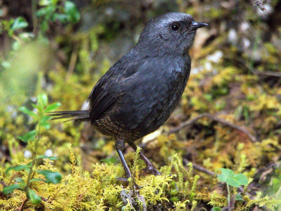 Ampay Tapaculo - eBird