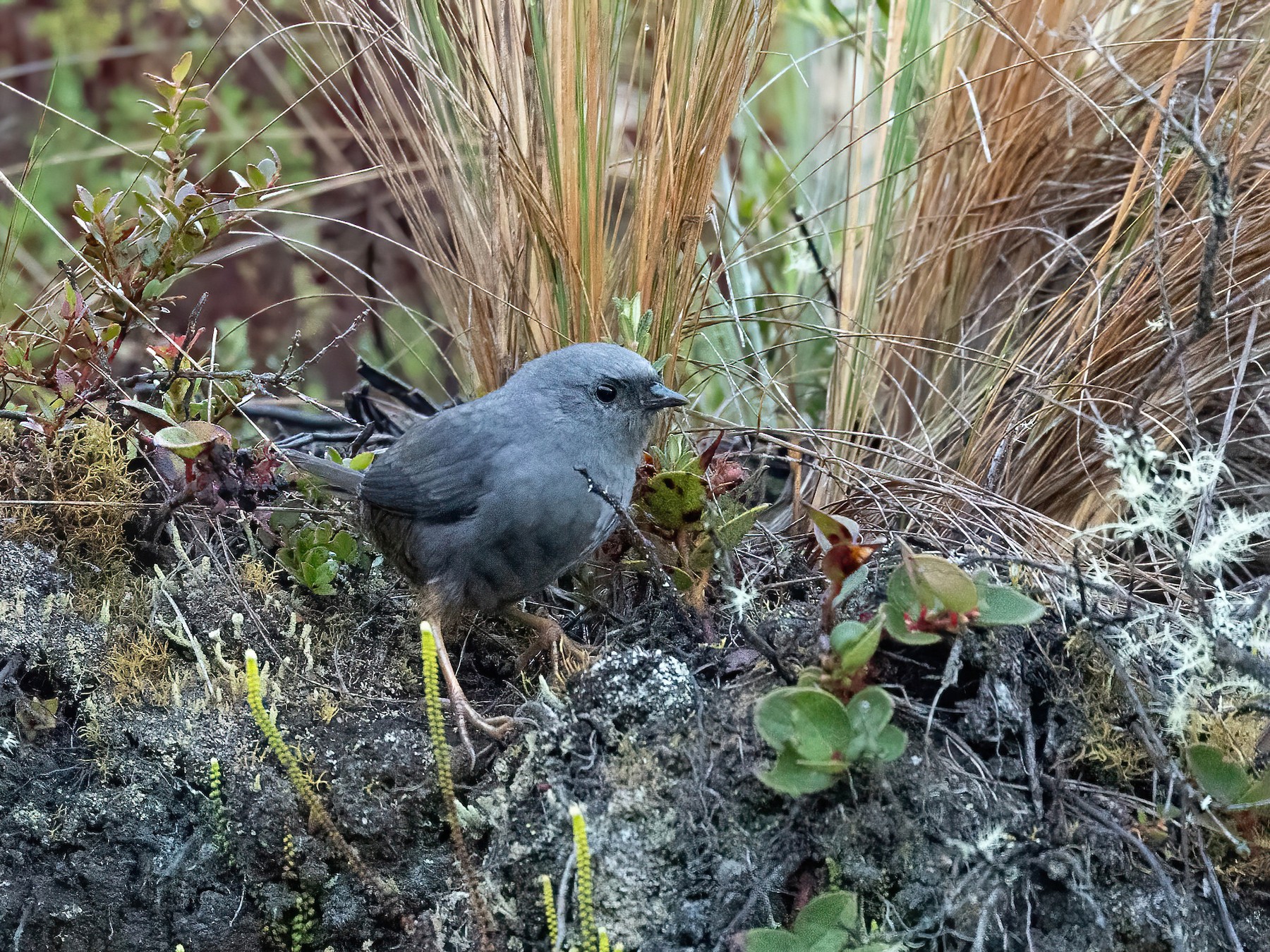 Neblina Tapaculo - eBird