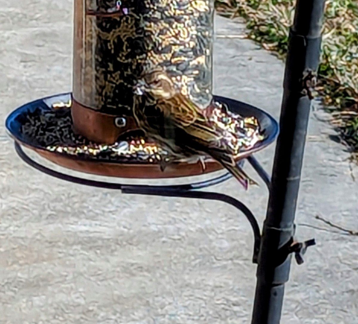 eBird Checklist - 17 Jan 2024 - yard - 17 species