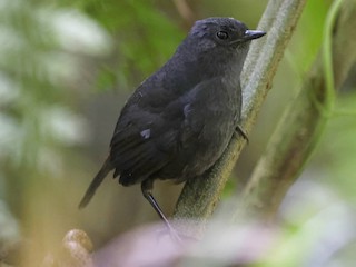 Rufous-vented Tapaculo - eBird