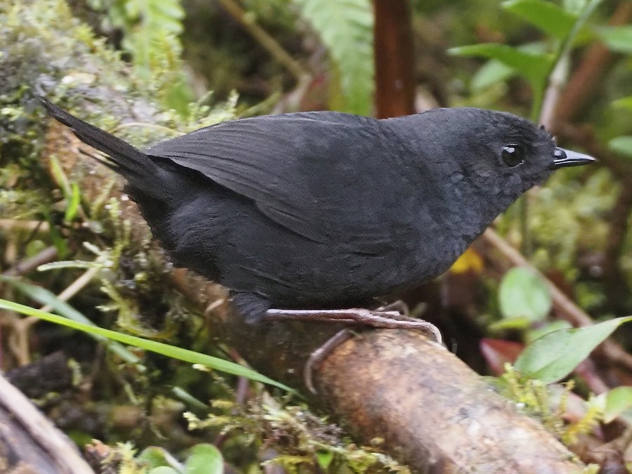 Junin Tapaculo - eBird